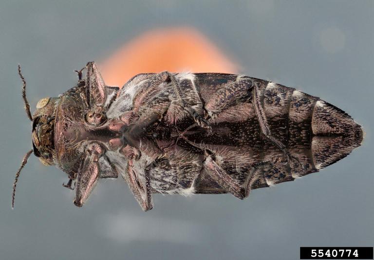 metallic wood-boring beetle (Chrysobothris costifrons ssp. costifrons)