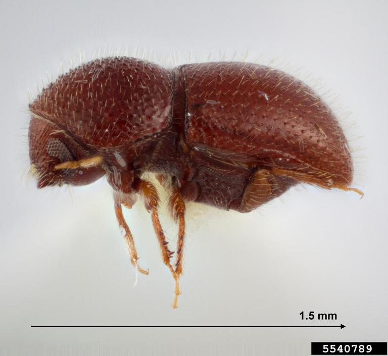 palm seed borer (Coccotrypes distinctus)