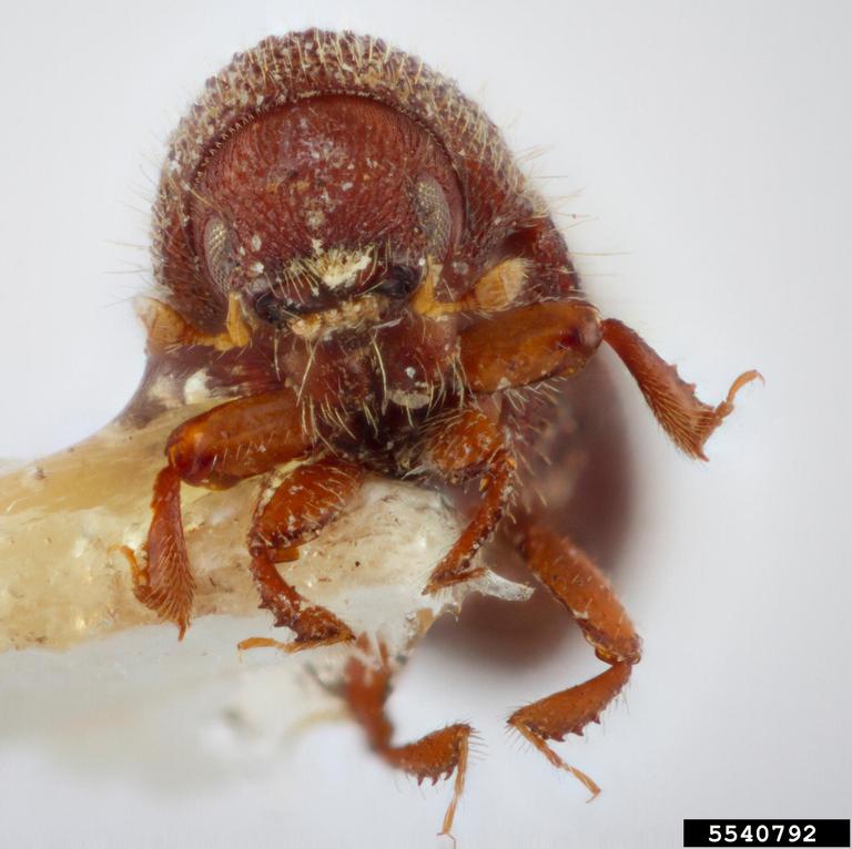 bark beetle (Coccotrypes carpophagus (Hornung, 1842))
