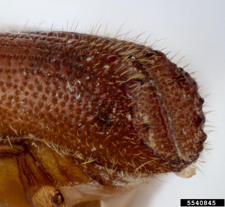 Mediterranean pine engraver beetle (Orthotomicus erosus (Wollaston, 1857))