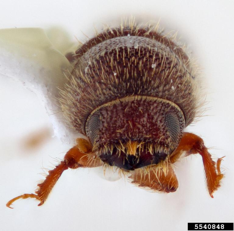 Mediterranean pine engraver beetle (Orthotomicus erosus (Wollaston, 1857))
