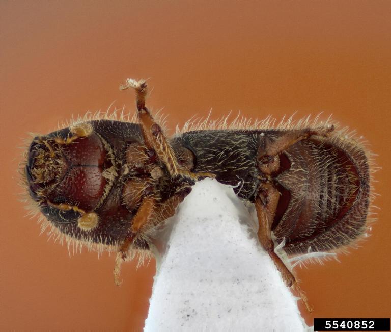 Mediterranean pine engraver beetle (Orthotomicus erosus)
