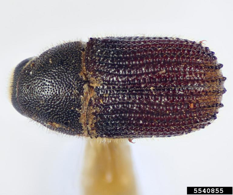 bark beetle, Phloeosinus baumanni (Coleoptera: Curculionidae) - 5540855