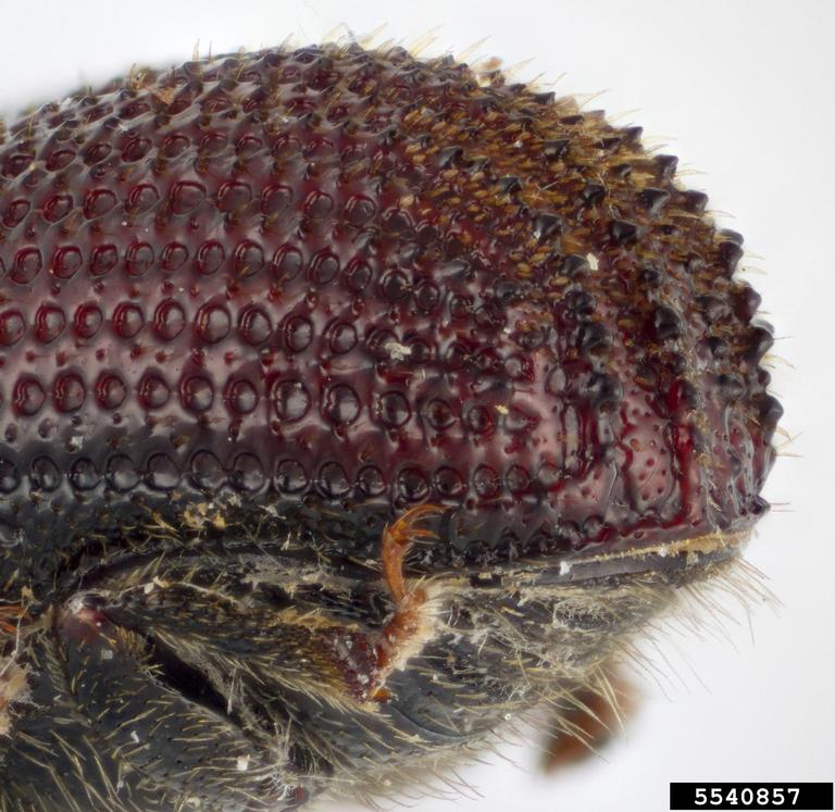 bark beetle (Phloeosinus baumanni)