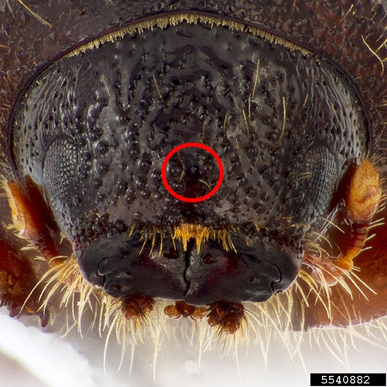 northern spruce engraver (Ips perturbatus)