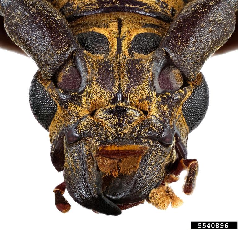 mountain oak longhorned beetle (Massicus raddei)