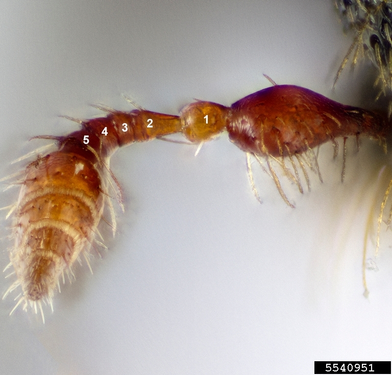 spruce beetle (Dendroctonus rufipennis)