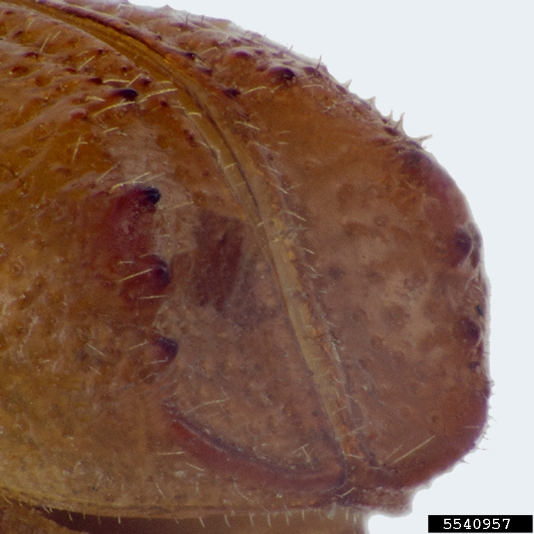 small southern pine engraver (Ips avulsus)