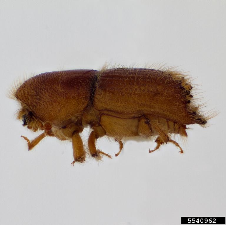 sixspined ips (Ips calligraphus (Germar, 1824))