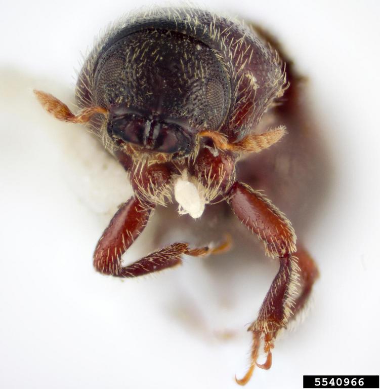 bark beetle (Phloeosinus canadensis Swaine)