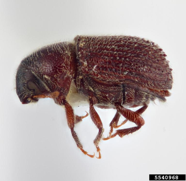 bark beetle (Phloeosinus canadensis Swaine)
