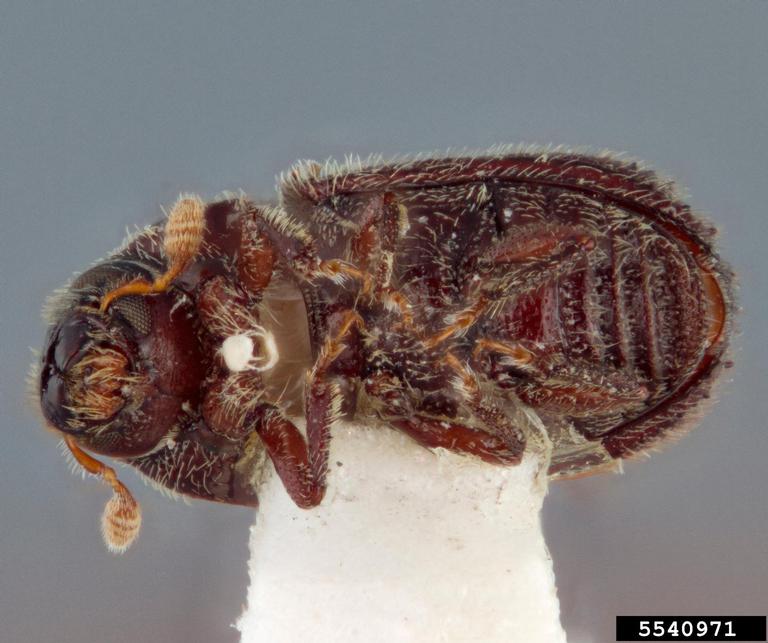 bark beetle (Phloeosinus canadensis Swaine)
