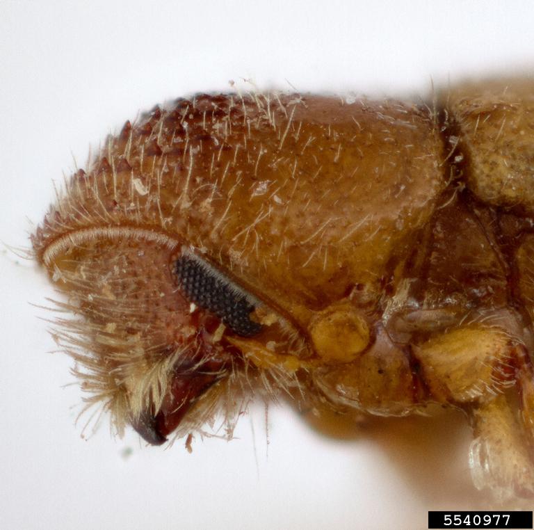 bark beetle (Pityogenes calcaratus (Eichhoff))