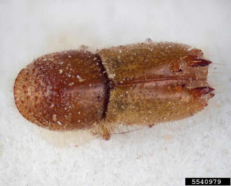 bark beetle (Pityogenes calcaratus (Eichhoff))