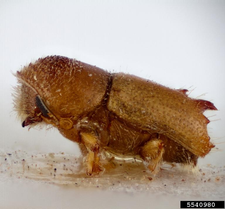 bark beetle (Pityogenes calcaratus (Eichhoff))