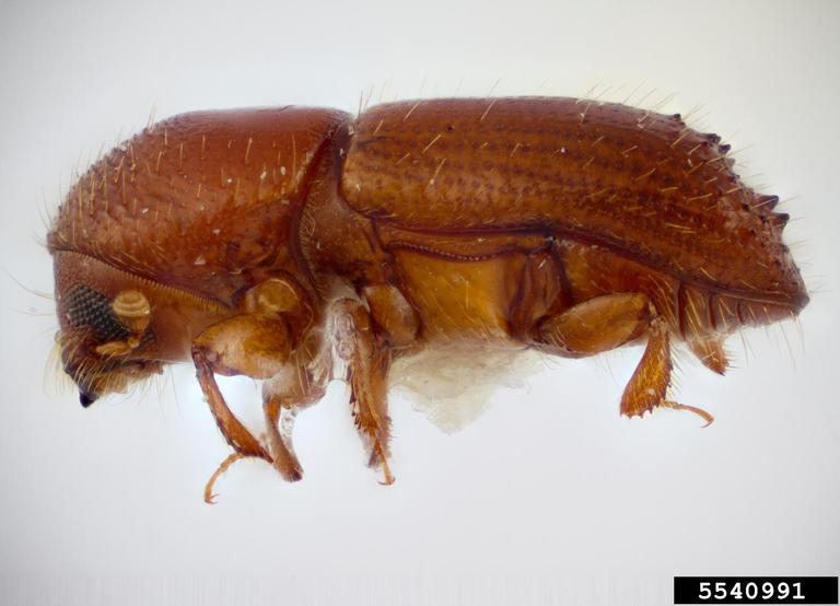 ambrosia beetle (Xyleborus ferrugineus)