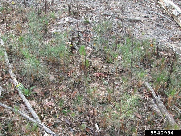 loblolly pine (Pinus taeda L.)