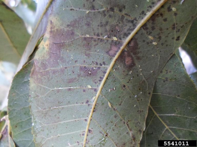 oleander aphid (Aphis nerii Boyer de Fonscolombe, 1841)