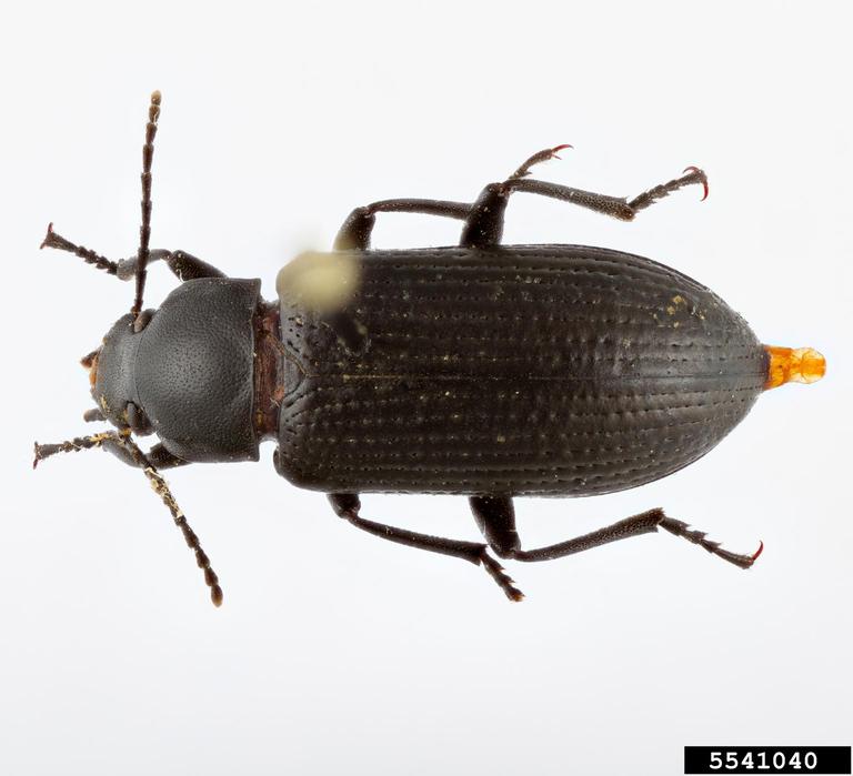 darkling beetle (Helops impolitus LeConte)