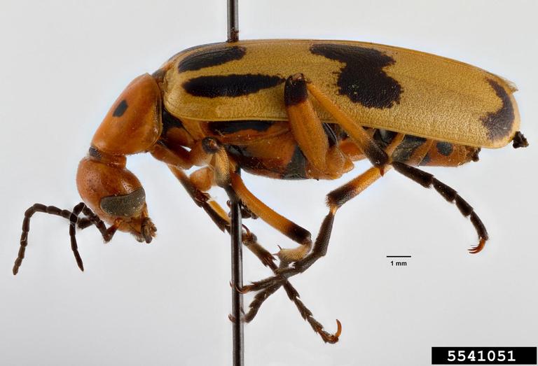 blister beetles (Pyrota punctata Casey, 1891)