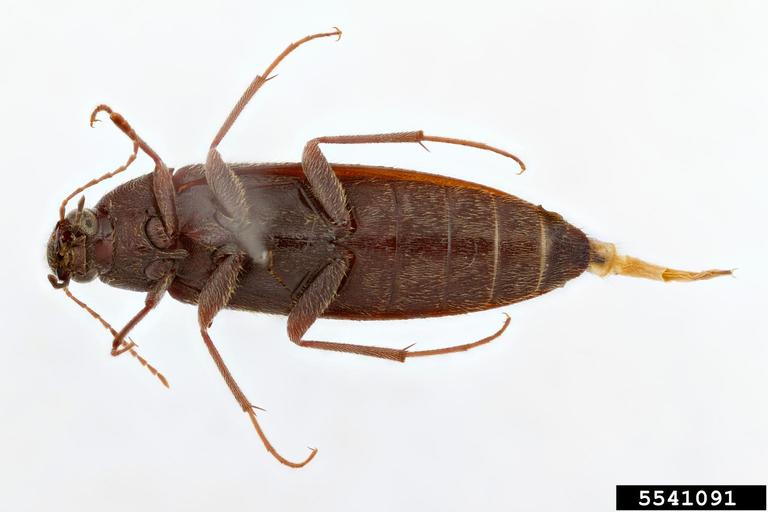 Synchroa bark beetle (Synchroa punctata)