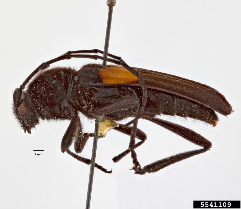 long-horned beetle (Tragidion coquus (Linnaeus, 1758))