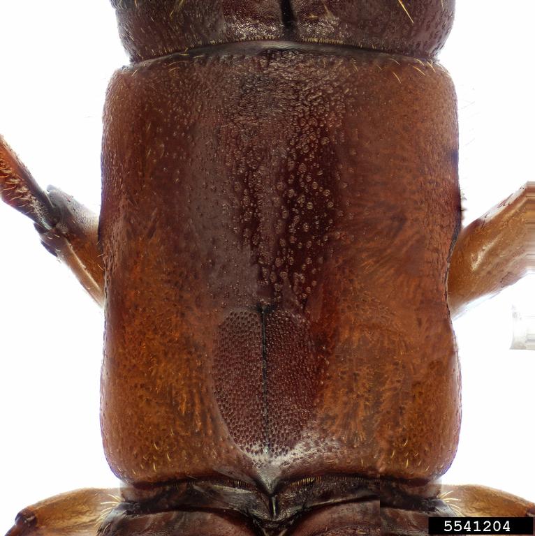 pinhole borer (Genus Platypus)