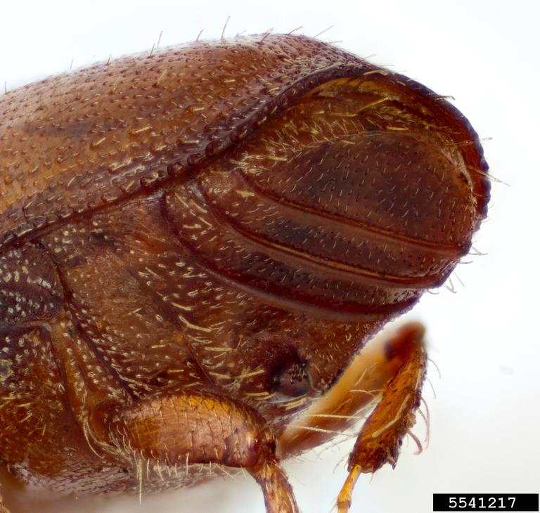 banded elm bark beetle (Scolytus schevyrewi)