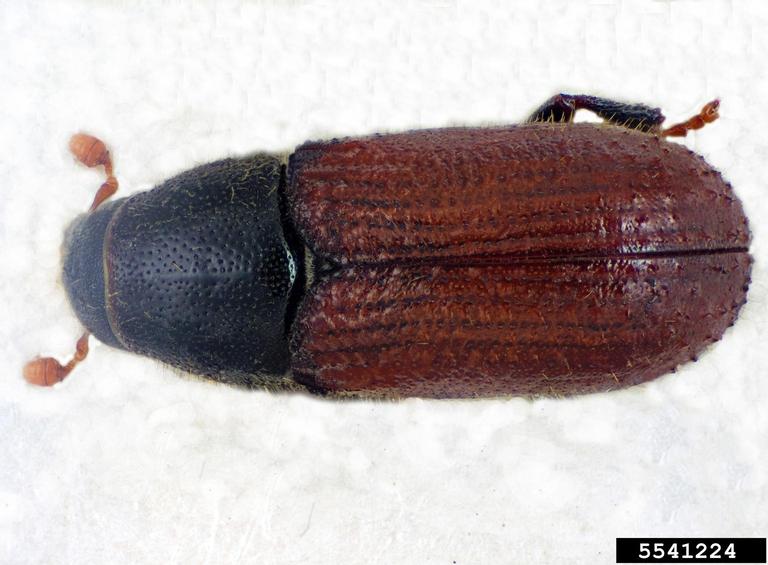 pine shoot beetle (Tomicus destruens (Wollaston, 1865))