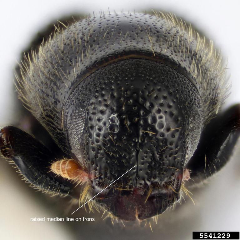 common pine shoot beetle, larger pine shoot beetle (Tomicus piniperda)