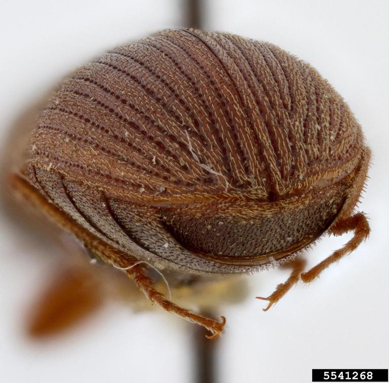 wheat wireworm (Agriotes mancus (Say, 1823))