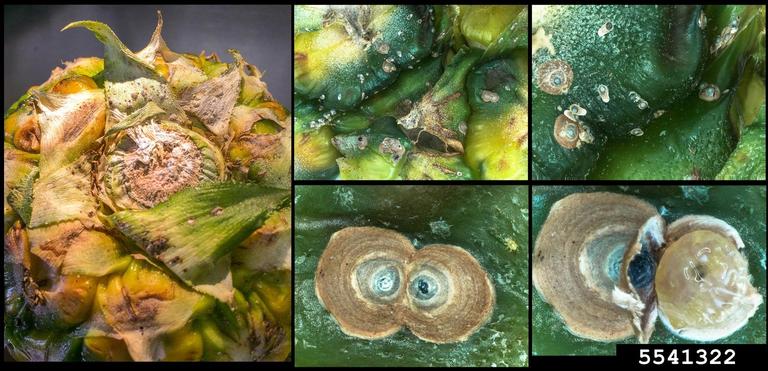 brown pineapple scale (Melanaspis bromiliae (Leonardi))