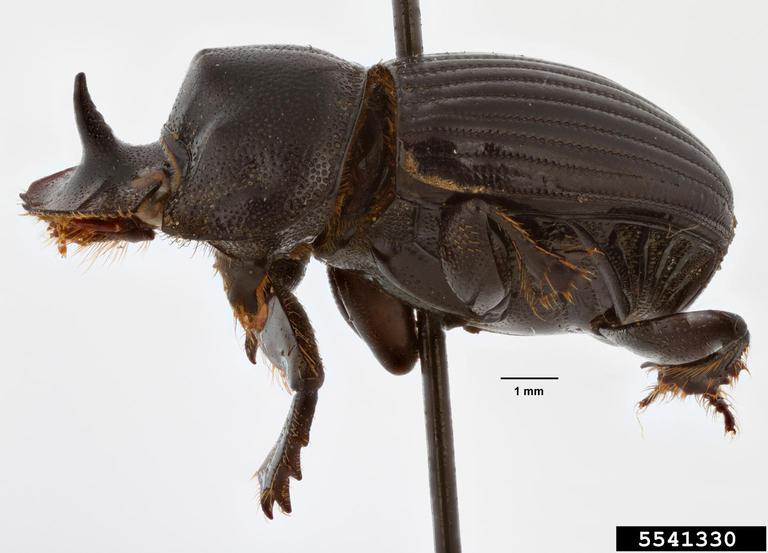 small black dung beetle (Copris minutus)