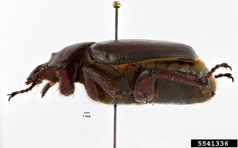 hermit flower beetle (Osmoderma eremicola (Knoch, 1801))