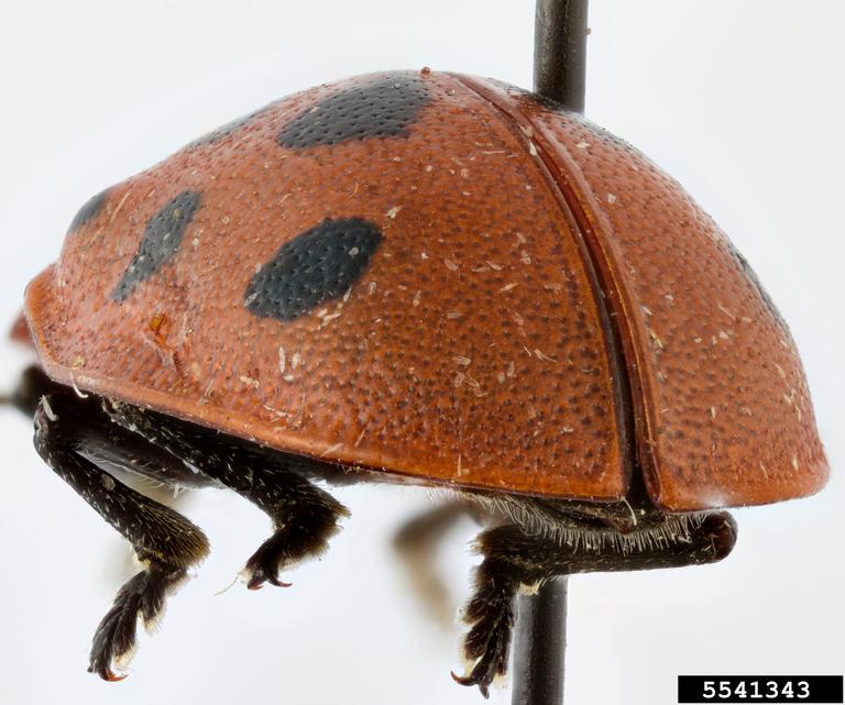 Argus tortoise beetle (Chelymorpha cassidea ssp. cassidea)
