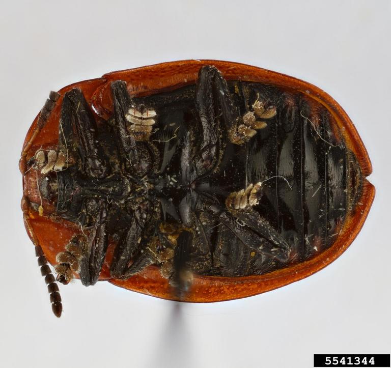 Argus tortoise beetle (Chelymorpha cassidea ssp. cassidea)