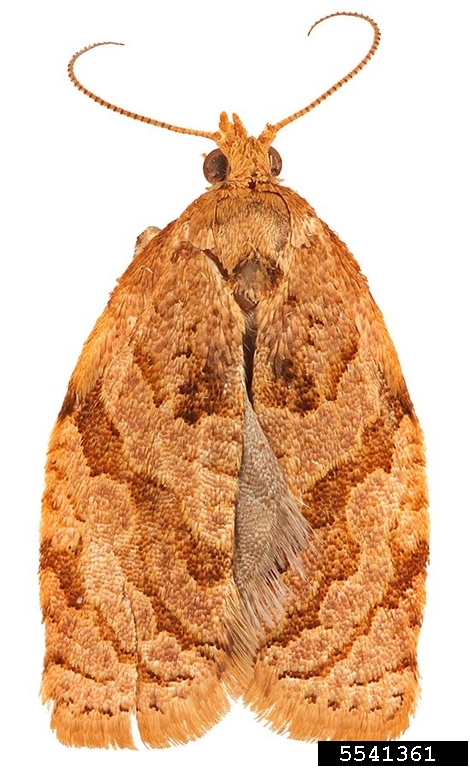 summer fruit tortrix moth (Adoxophyes orana)