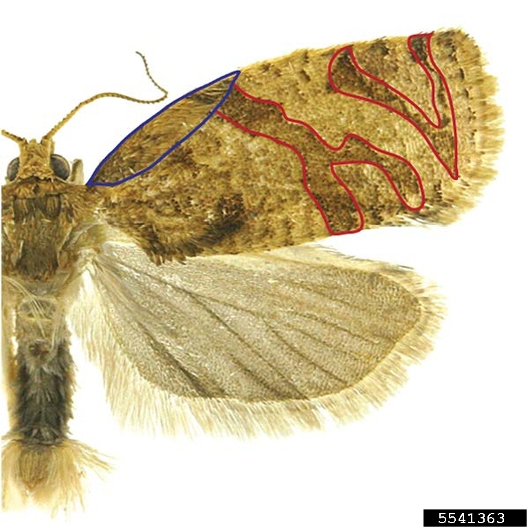 summer fruit tortrix moth (Adoxophyes orana (Fischer von Roslerstamm))