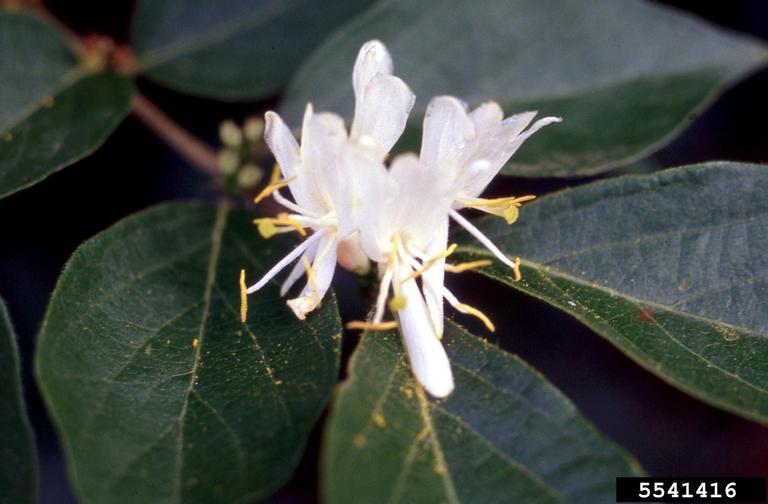 Amur honeysuckle (Lonicera maackii (Rupr.) Herder)