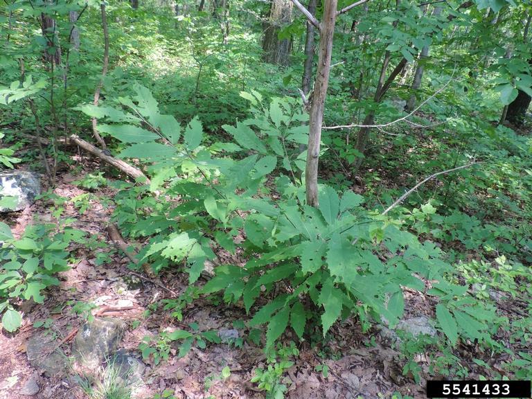 American chestnut (Castanea dentata)