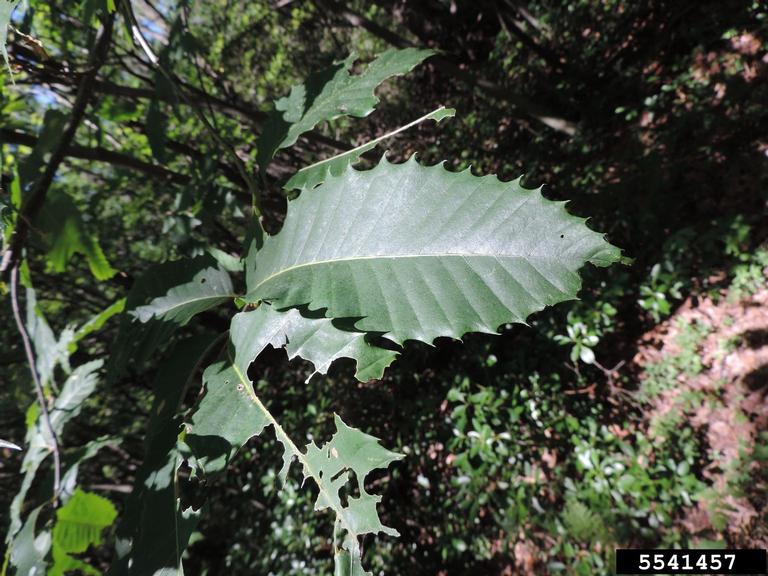 American chestnut (Castanea dentata)