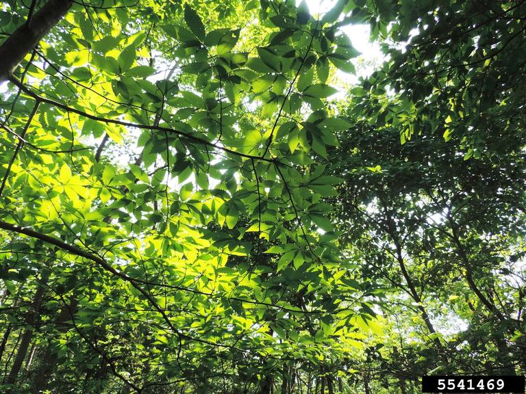 American chestnut (Castanea dentata (Marsh.) Borkh.)