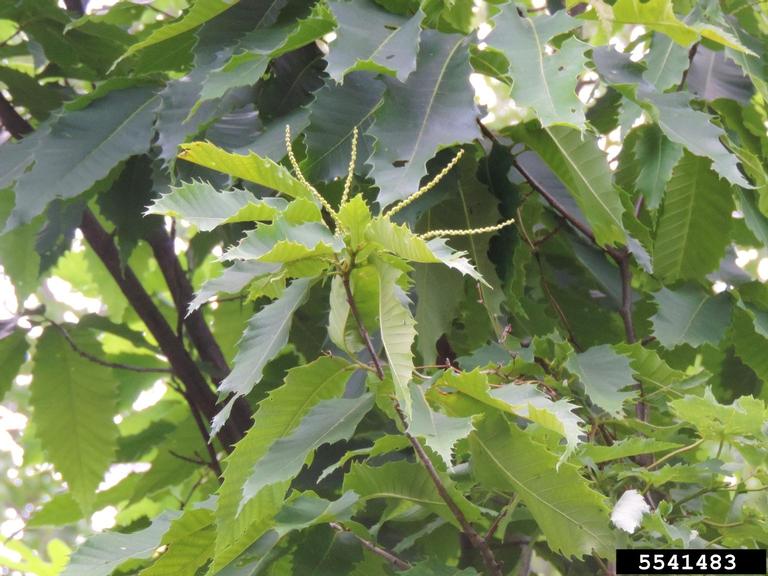 American chestnut (Castanea dentata (Marsh.) Borkh.)