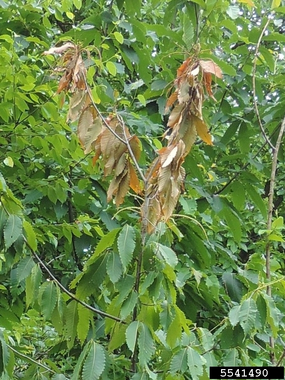 chestnut blight or canker (Cryphonectria parasitica)