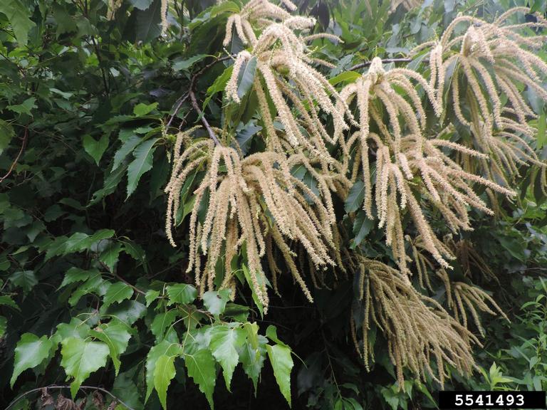 American chestnut (Castanea dentata)