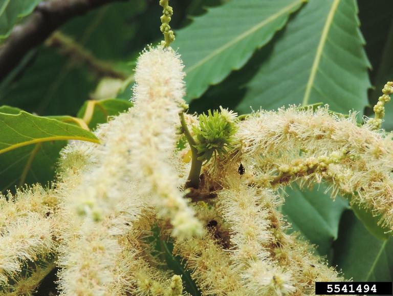 American chestnut (Castanea dentata (Marsh.) Borkh.)