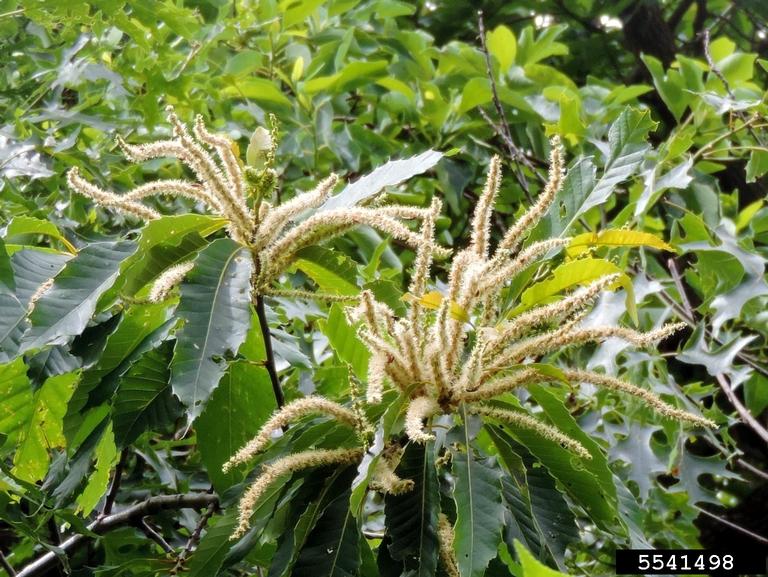American chestnut (Castanea dentata)