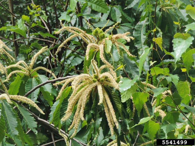 American chestnut (Castanea dentata)