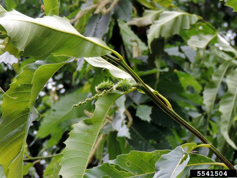 American chestnut (Castanea dentata)