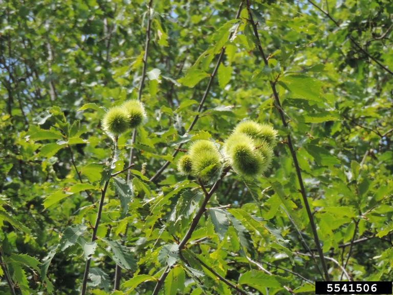 American chestnut, Castanea dentata (Fagales: Fagaceae) - 5541506